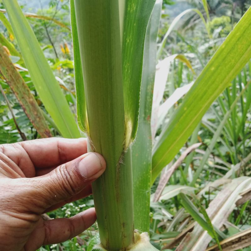 Jual Buah tetubus/tebu sayur segar | Shopee Indonesia