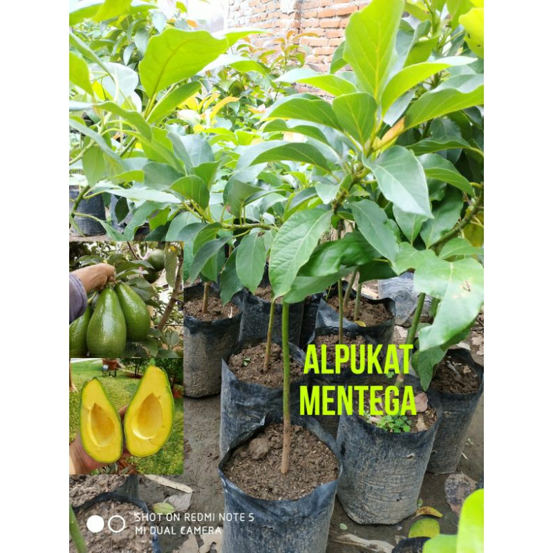 Jual Bibit alpukat mentega super jumbo (beli 8 gratis 1) cepat berbuah ...