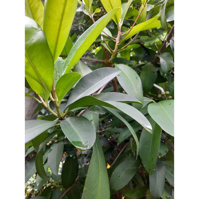 Jual Daun Lempeni Fresh Organik 1 Kg Segar 1kg 1000 gram 1000g | Shopee ...