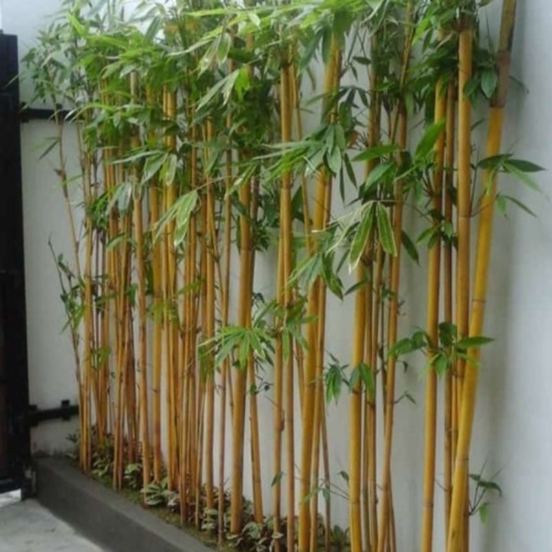 Jual tanaman bambu panda bambu kuning hias untuk pagar | Shopee Indonesia