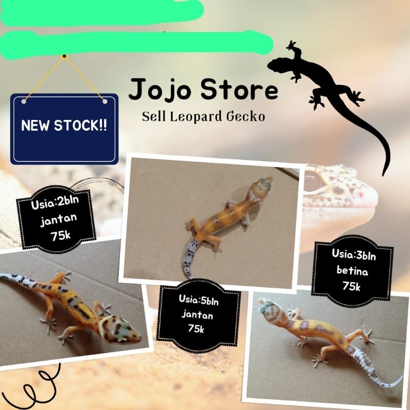 Jual Gecko Leopard | Shopee Indonesia