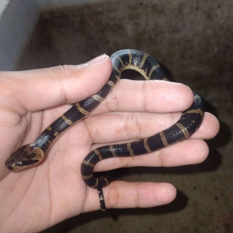 Jual homalopsis buccata water banded ular air belang | Shopee Indonesia