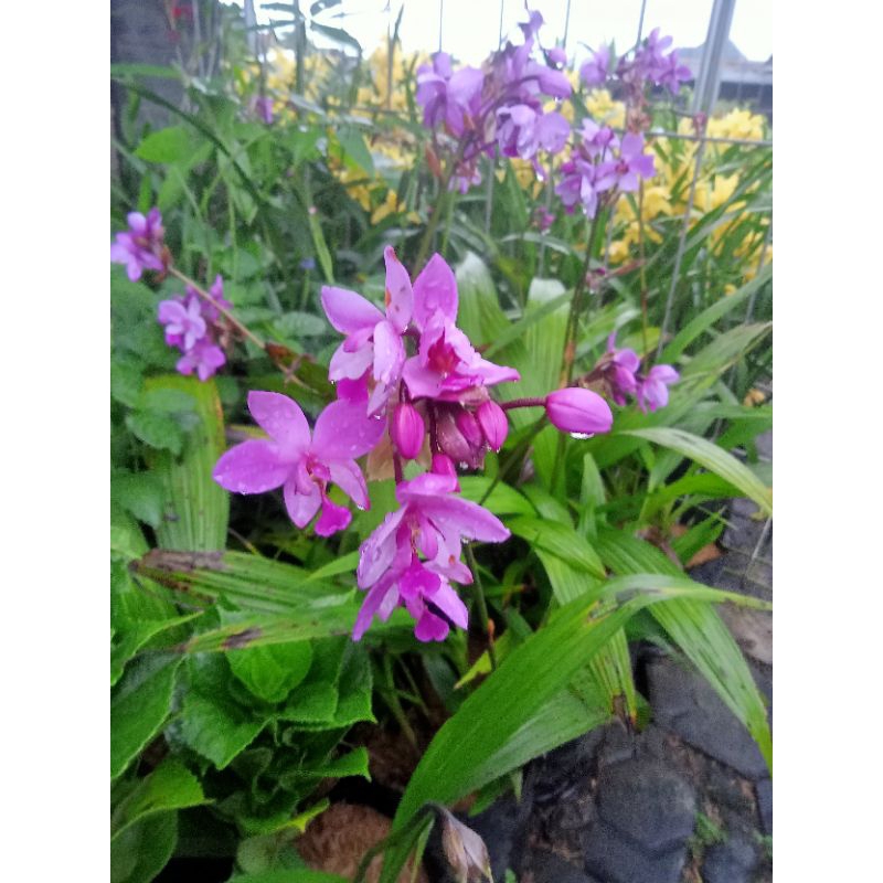 Jual tanaman anggrek tanah bunga unggu/anggrek spatoglosis berbunga ...