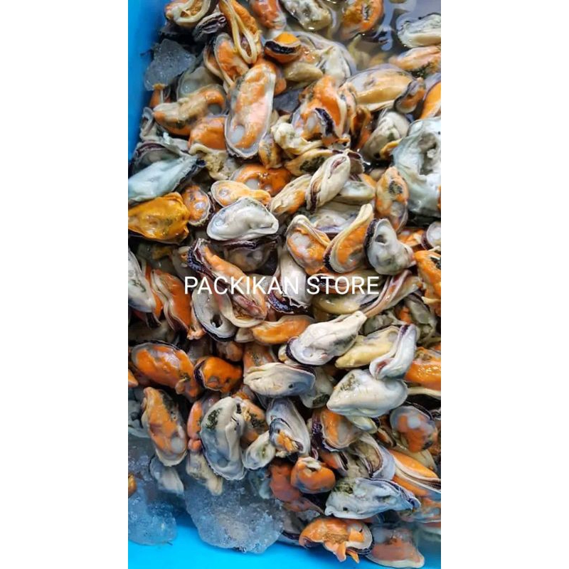 Jual Kerang Hijau Segar Kerang Ijo Kupas Segar Fresh Kualitas GARANSI ...