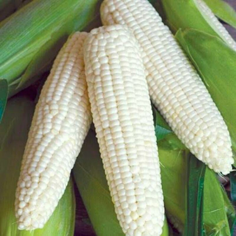 Jual 1 KILO BENIH JAGUNG PUTIH/ BIBIT JAGUNG PUTIH/JAGUNG PULUT ...