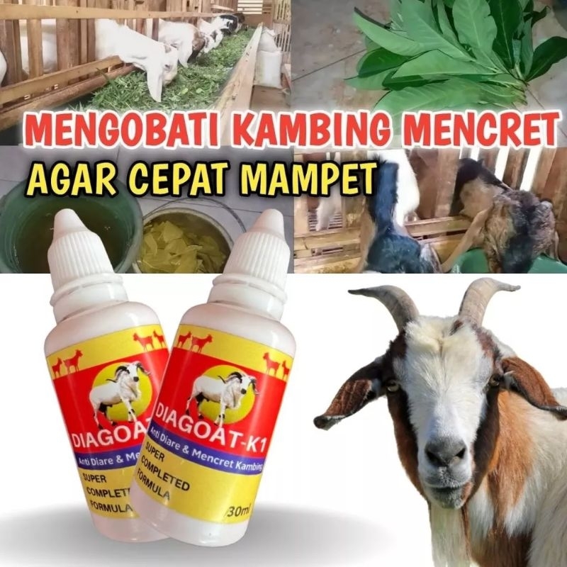 Jual 0bat Mencret Diare dan berak darah untuk Kambing DIAGOAT NDARUFRAM ...