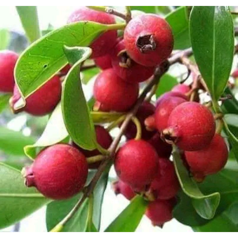 Jual Tanaman jambu brazil merah berbuah, jambu cerry, jambu kupa ...