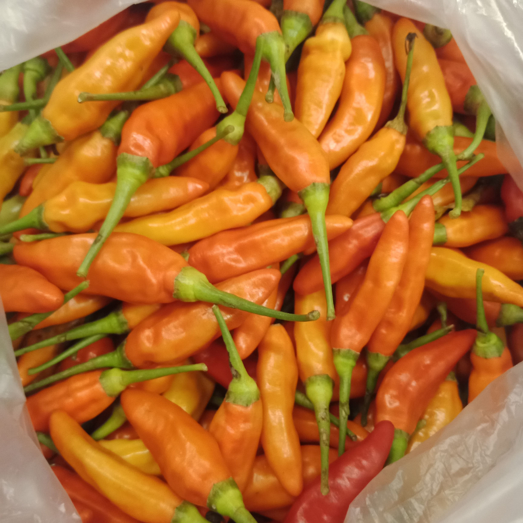 Jual Cabe / Cabai Rawit Merah Super Ori Pedas | Shopee Indonesia