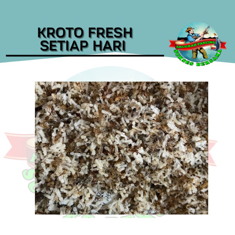 Jual KROTO Keroto Fresh BARU setiap hari | Shopee Indonesia