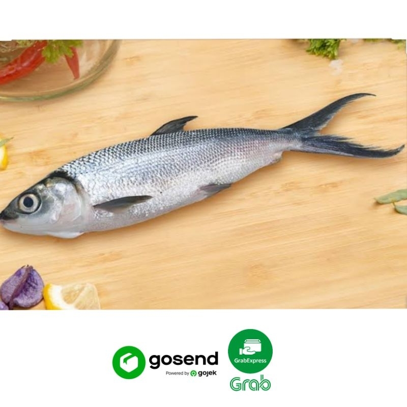 Jual IKAN BANDENG SEGAR (500 GRAM) | Shopee Indonesia
