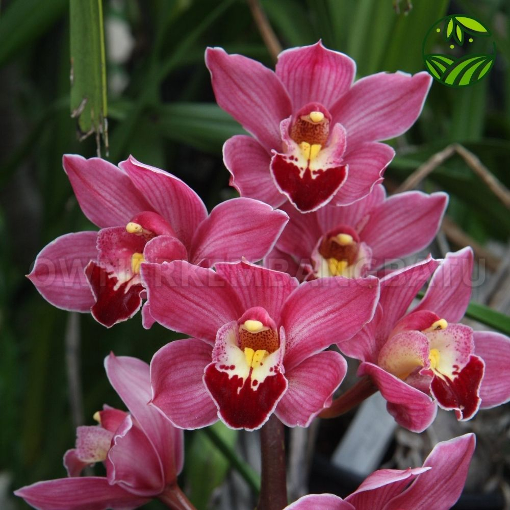 Jual Anggrek Cymbidium Tethys Little Fireball Dewasa - Anggrek Tanah ...