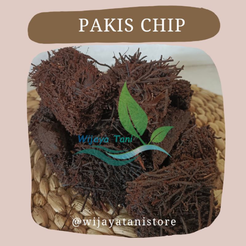 Jual PAKIS CHIP | PAKIS PRONGKAL PAKIS KOTAK PAKIS MEDIA TANAM ANGGREK ...