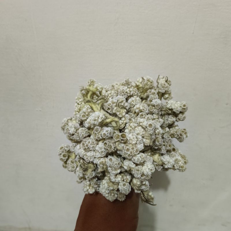 Jual Bunga edelweis bunga abadi buat buket dan rustic | Shopee Indonesia