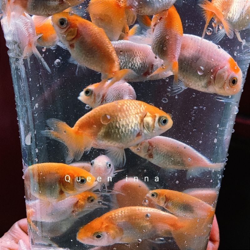 Jual ikan mas koki / ikan maskoki rancu / mas koki ranchu anakan ...