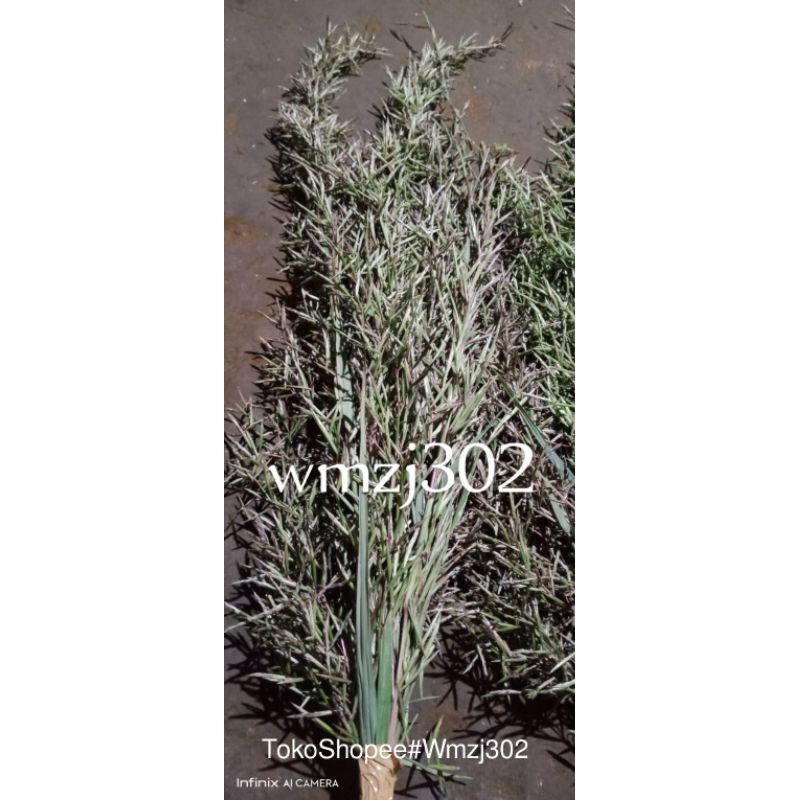 Jual Bunga Serai Wulung/Wangi ( 4 ikat ) | Shopee Indonesia