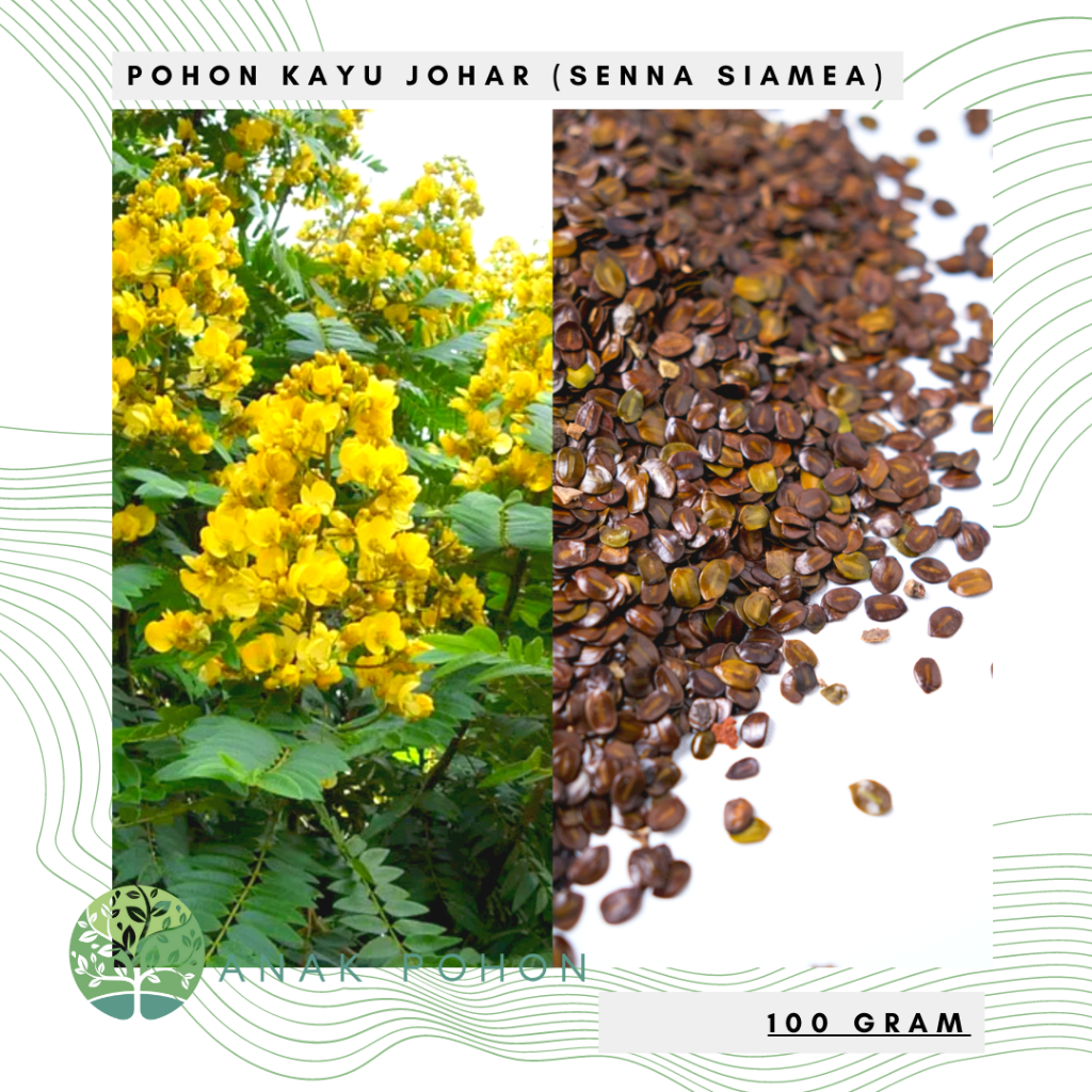 Jual (100 GRAM) Benih Bibit Biji - Pohon Kayu Johar (Senna siamea) Jati ...