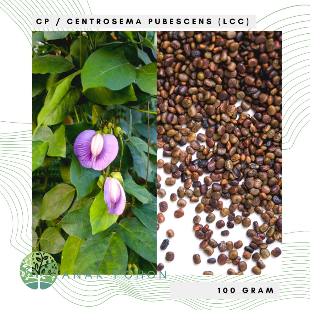 Jual (100 GRAM) Benih Bibit Biji - Tanaman CP Centrocema pubescens (LCC ...