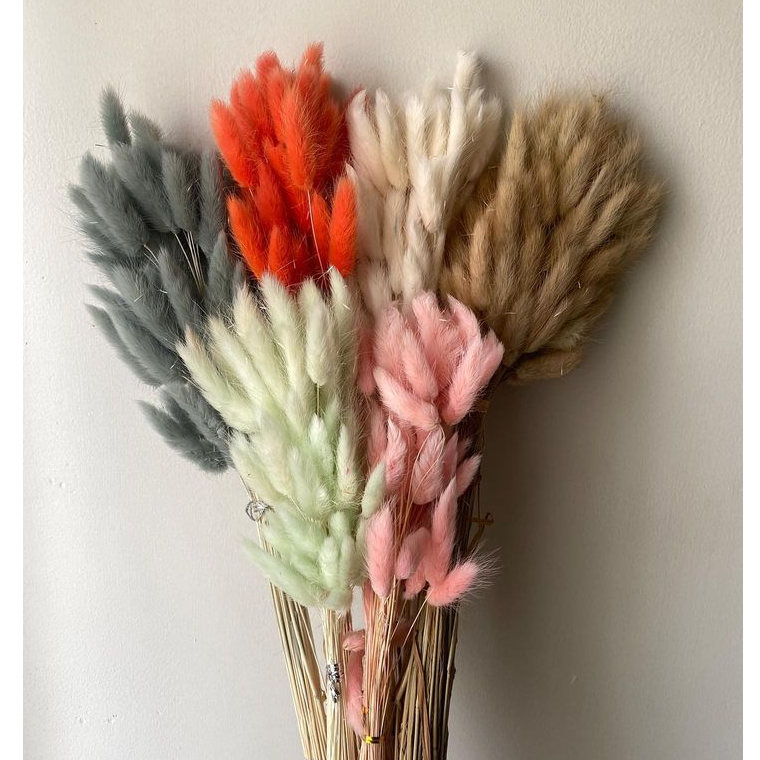 Jual Bunny Tail Termurah / Bunga Bunny Tail Lagurus / Dried Flower ...