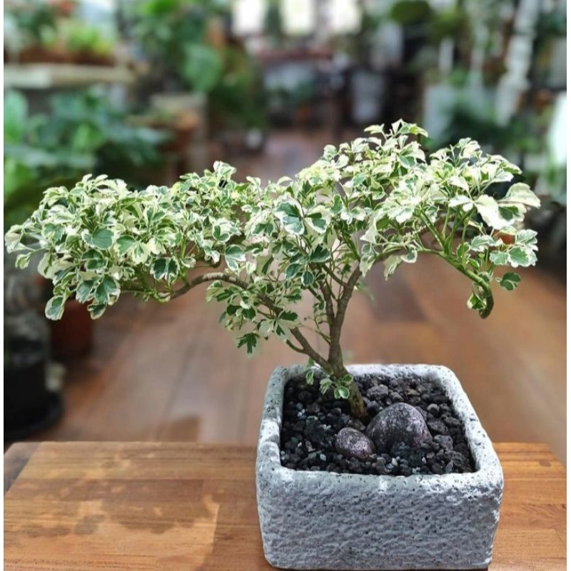 Jual polyscias fruticosa variegata - tanaman - kedondong laut varigata ...