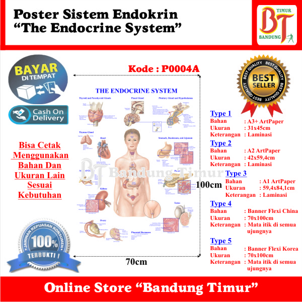 Jual POSTER SISTEM ENDOKRIN THE ENDOCRINE SYSTEM | Shopee Indonesia