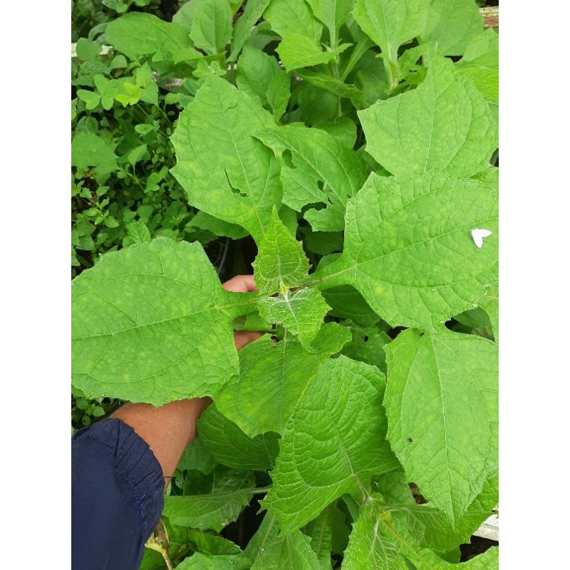 Jual daun insulin segar, daun Yakon, Asli (100gr) | Shopee Indonesia