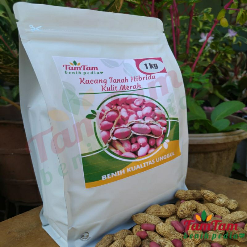 Jual Benih kacang tanah jumbo super hibrida kulit merah 1Kg/ New ...