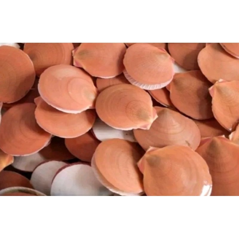 Jual Kerang simping / scallop 500gram | Shopee Indonesia