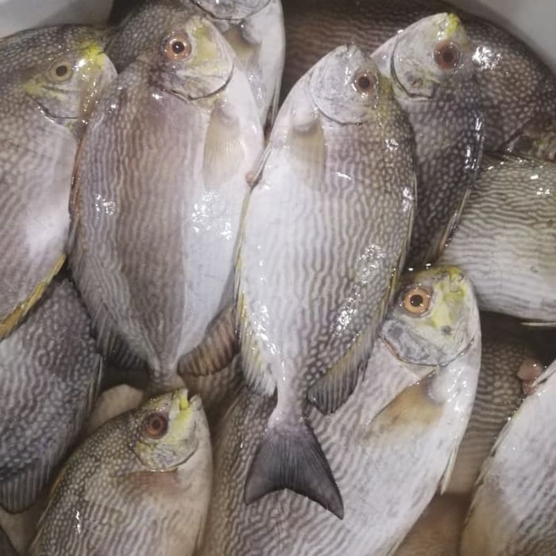 Jual Ikan Baronang segar 1kg ikan Baronang | Shopee Indonesia