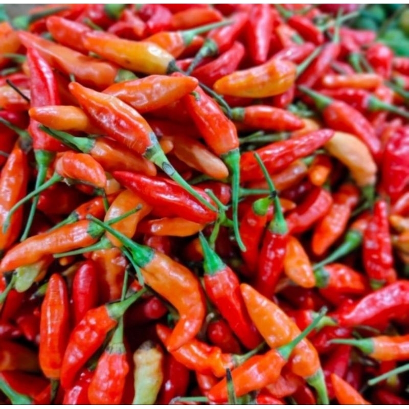 Jual CABE RAWIT SETAN RAWIT MERAH FRESH 250Gr | Shopee Indonesia