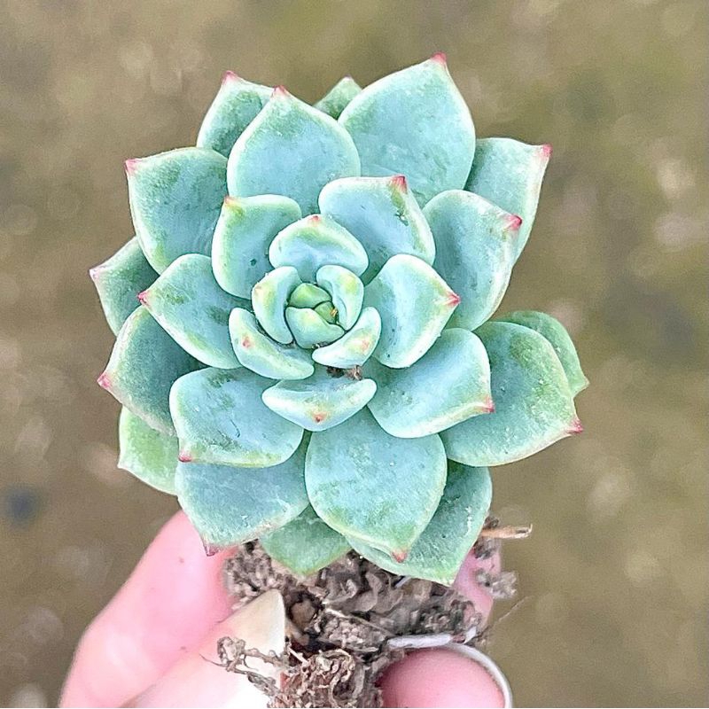 Jual Sukulen Mini Berakar Satuan Super Murah Bebas Pilih Jenis | Shopee ...