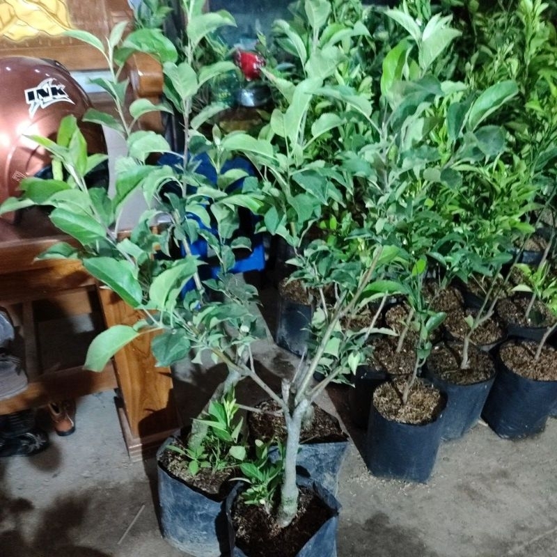 Jual apel rome beauty okulasi batang besar tinggi 1meter | Shopee Indonesia