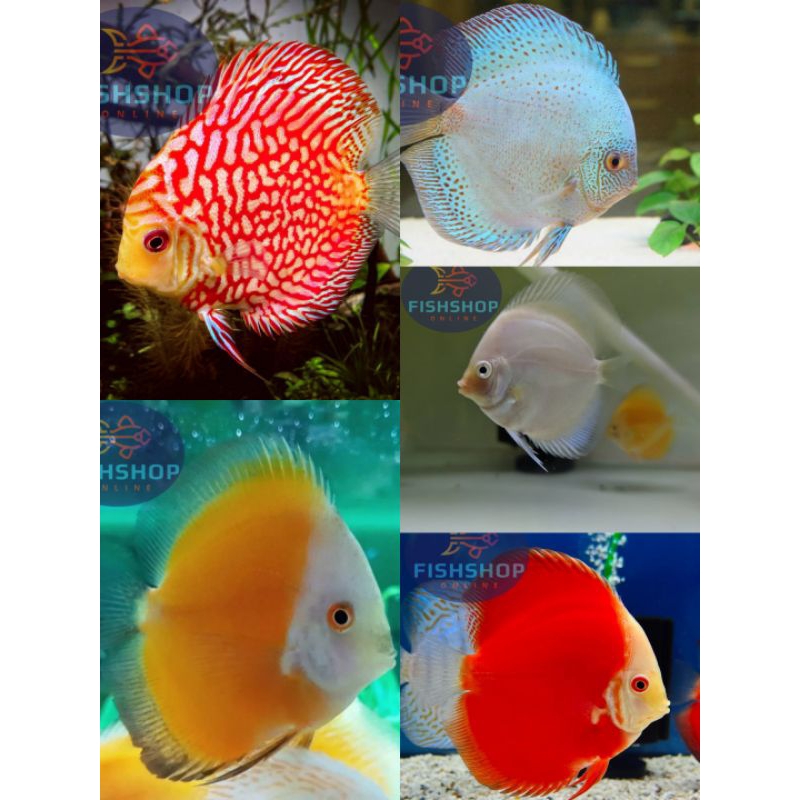 Jual Discus Paket 5 Ekor Dengan Jenis Yang Berbeda Size 1 Inch | Shopee ...