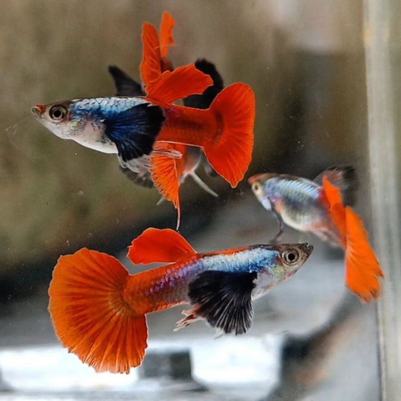 Jual Ikan Guppy Platinum Red Tail Dumbo Ear ( PRTDE ) Usia Remaja 2/3 ...