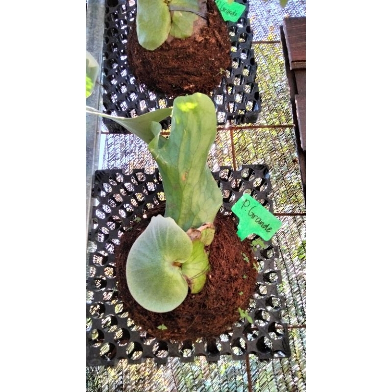 Jual Platycerium Grande | Simbar Sulawesi | Tanduk Rusa | Shopee Indonesia