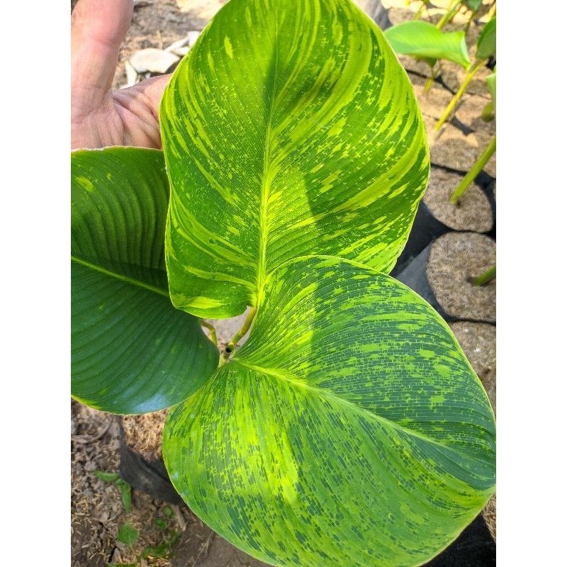 Jual calathea lutea variegata / calathea pisang variegata | Shopee ...