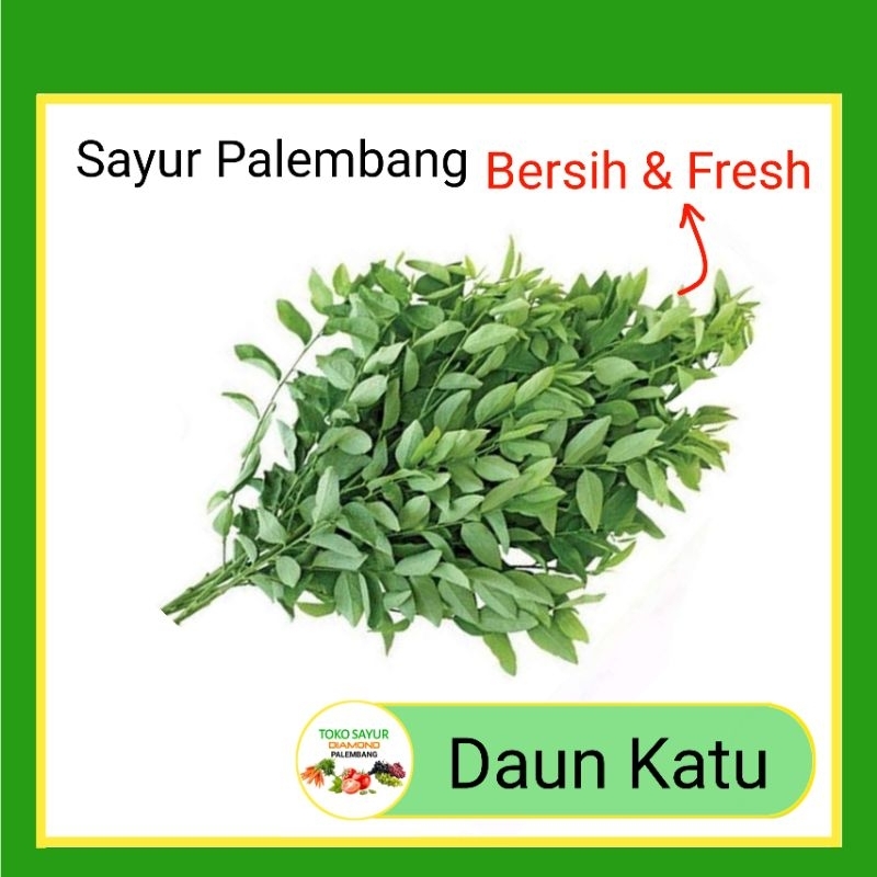 Jual Sayur Daun Katuk Katu Per Ikat - Sayur Segar Palembang | Shopee ...