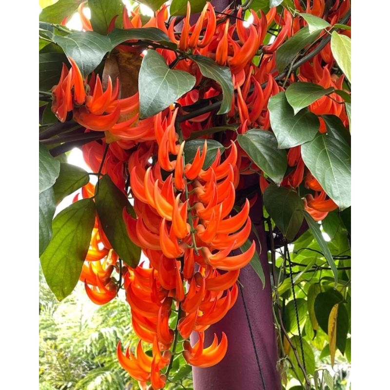 Jual Tanaman rambat bunga Irian flame/New-Guinea creeper (Mucuna ...