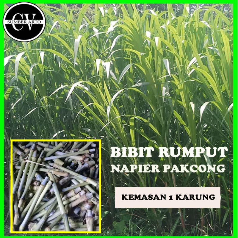 Jual Bibit Rumput Napier Pakcong Kemasan 1000 batang. Bibit Rumput ...