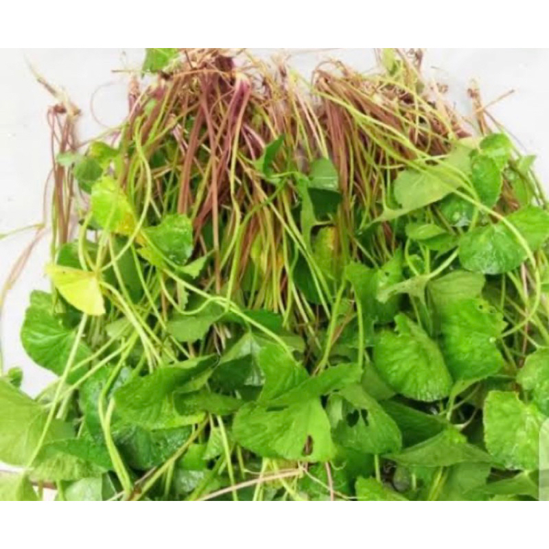 Jual Daun pegagan merah daun tapak kuda segar 1 kg-az | Shopee Indonesia