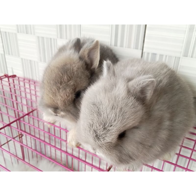 Jual Kelinci Mini Dwarf + pakan | Shopee Indonesia
