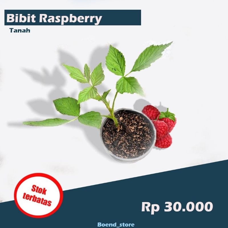 Jual bibit tanaman raspberry import polandia | Shopee Indonesia