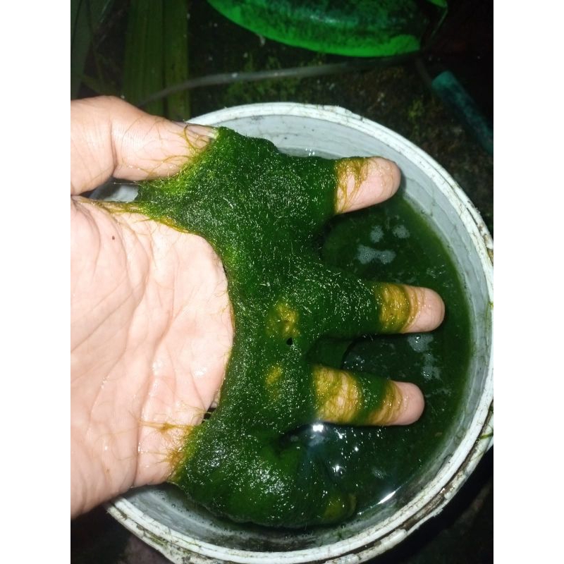 Jual LUMUT SEGAR UMPAN IKAN NILA/ UMPAN MEMANCING | Shopee Indonesia