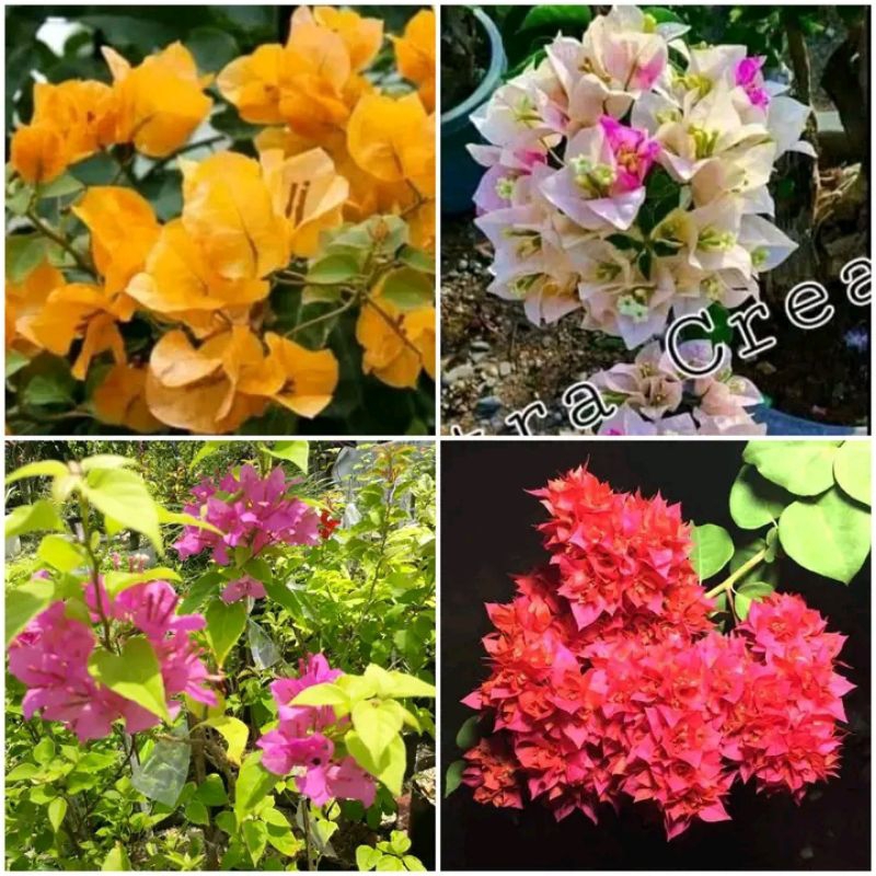 Jual PROMO!!PAKET 4 TANAMAN HIAS BUGENVIL/Bougenville-BUNGA KERTAS ...