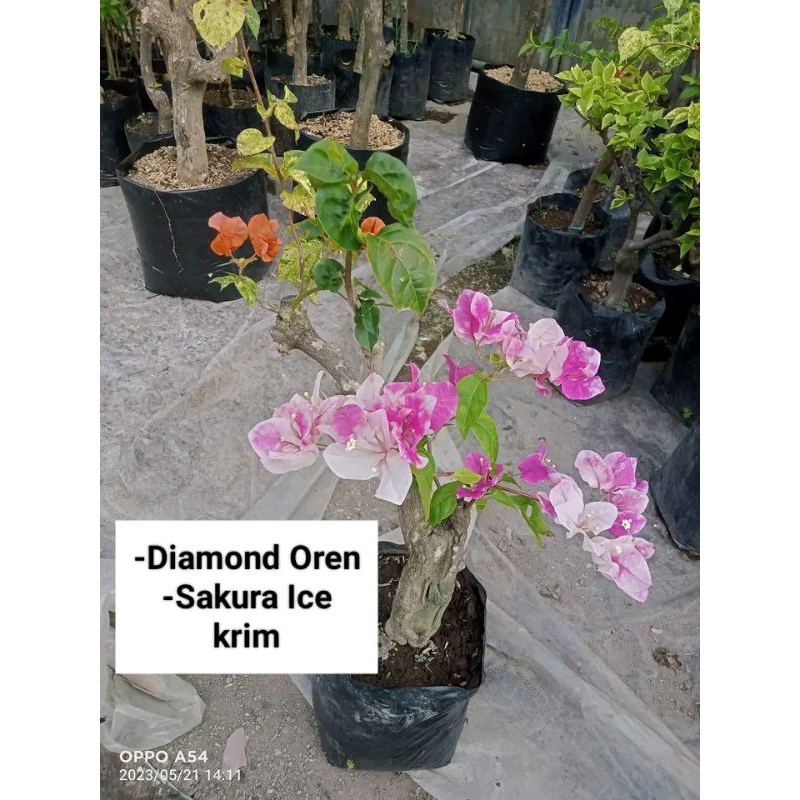 Jual NEW!!TANAMAN HIAS BUNGA KERTAS BUGENVIL/Bougenville-Bunga Cantik ...