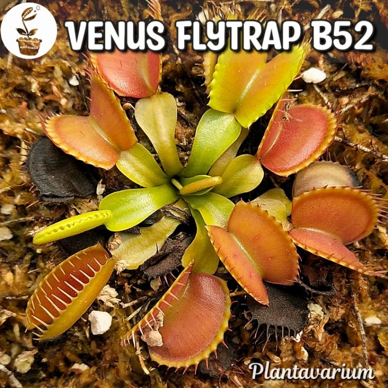 Jual Tanaman Karnivora Pemakan Serangga Venus Fly Trap VFT B52 | Shopee Indonesia