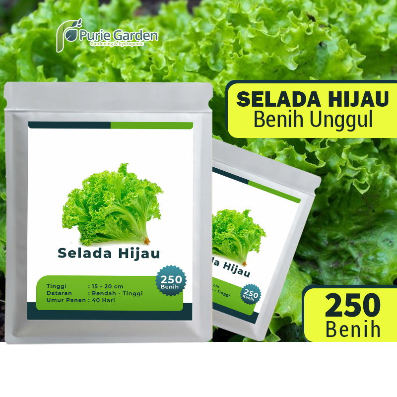Jual Benih Bibit Biji Unggul Selada Hijau 250 Benih PG TGR | Shopee Indonesia