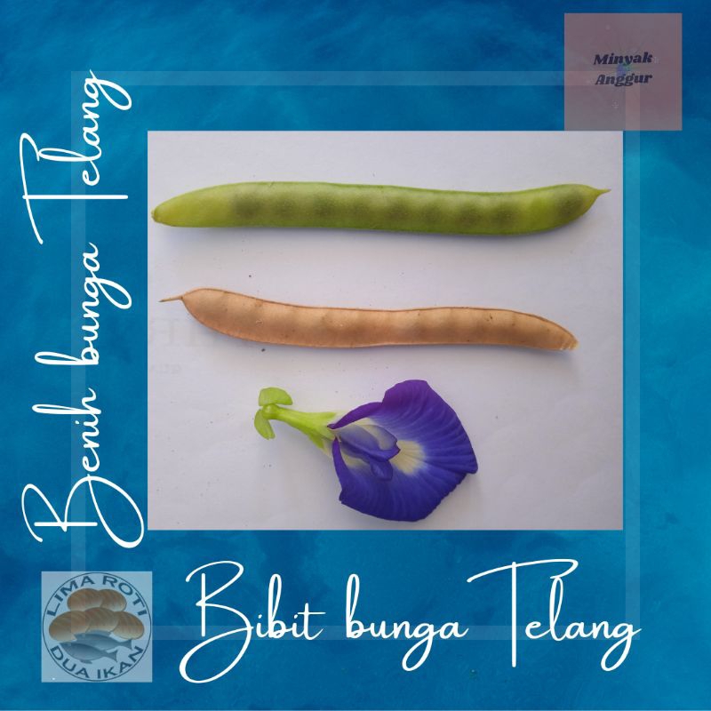 Jual Bibit Bunga Telang SUPER, Benih Biji Bunga Telang (per PAPAN ...