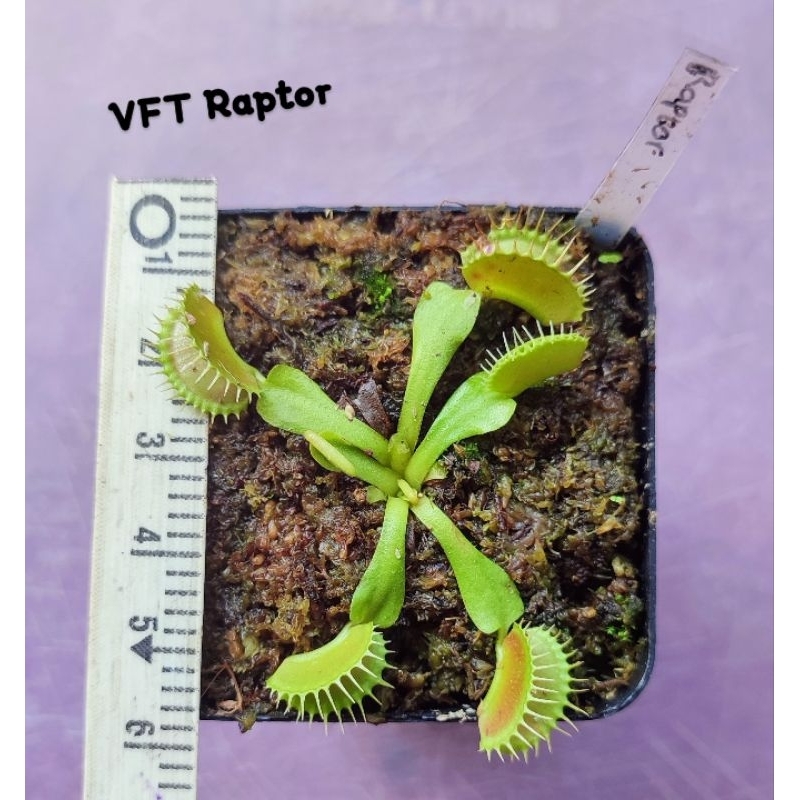 Jual Venus Flytrap Raptor | Shopee Indonesia