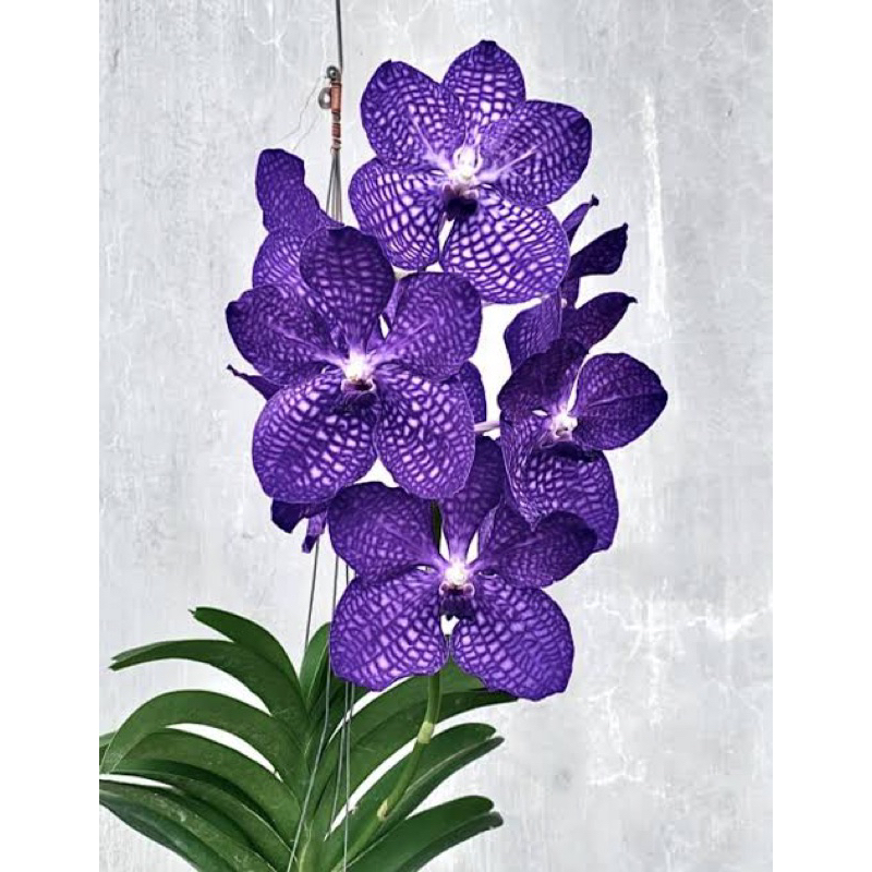 Jual Anggrek Vanda Jumbo 10kg | Shopee Indonesia