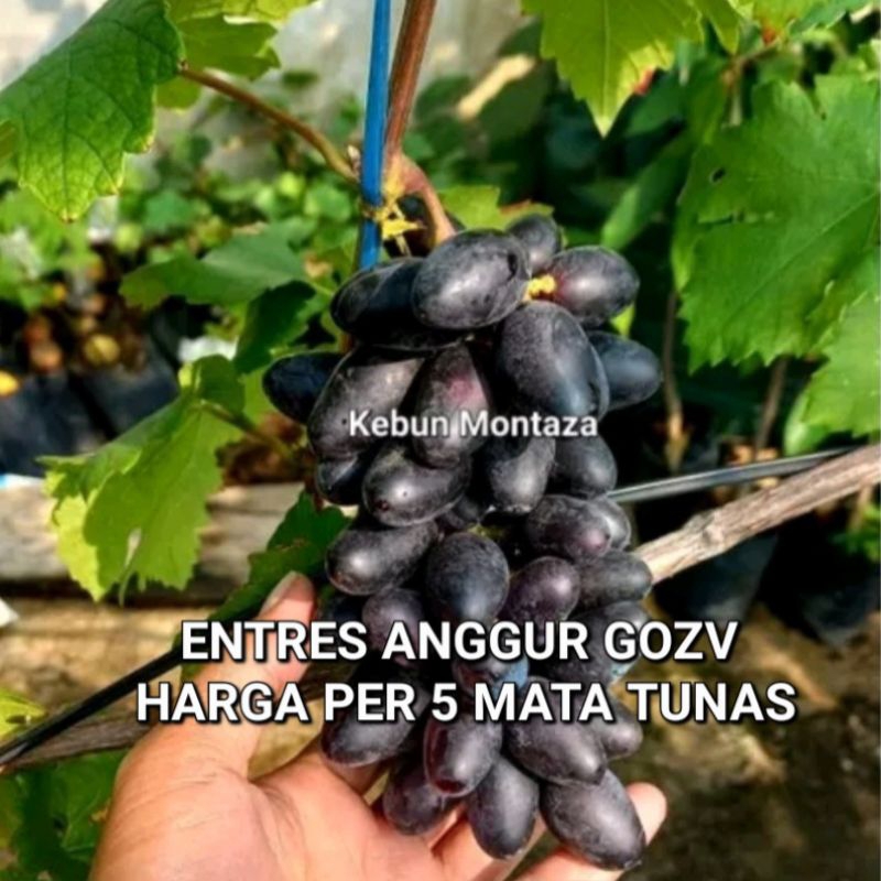 Jual Entres Anggur Gozv 5 Matun | Shopee Indonesia